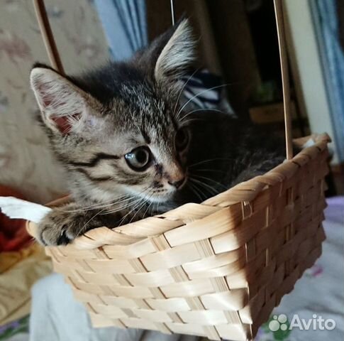 Котенок девочка