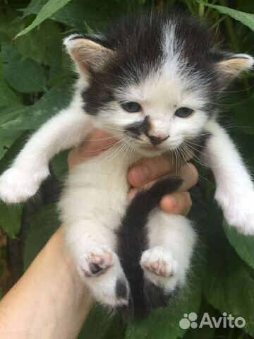 Котята лапочки