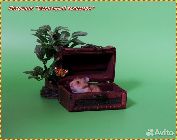 Сирийские хомячки