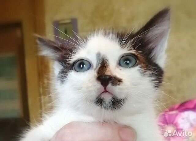 Метис тайчика Рой