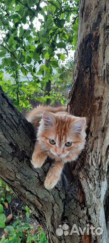 Котенок,девочка,2,5мес