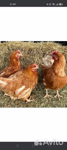 Куры несушки продам