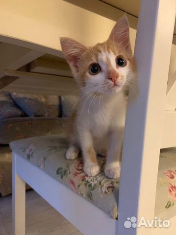 Отдам в хорошие руки котенка