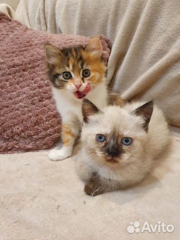 Котята в добрые руки
