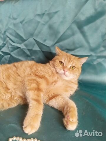 Шикарный кот в добрые руки