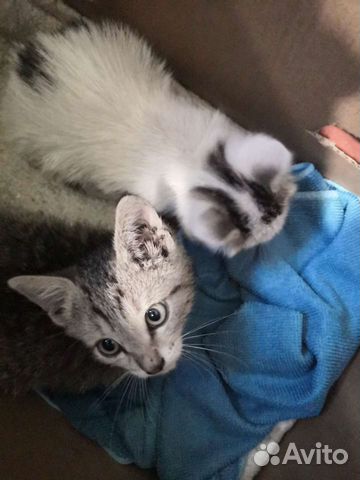 Котики мальчики