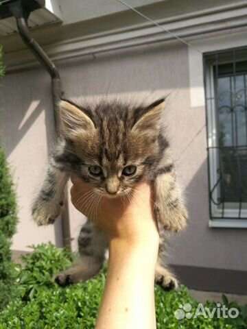 Котенок-девочка Воронеж Центр