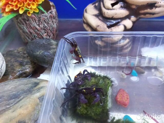 Краб вампир