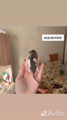 Крысята