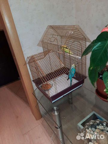Волнистые попугаи с клеткой