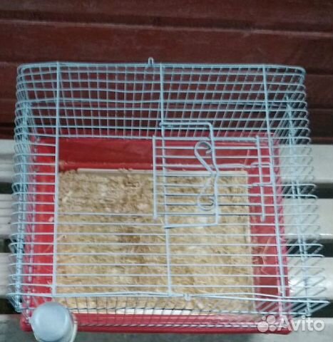 Сирийский хомяк с клеткой