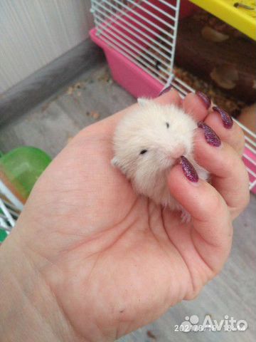 Хомяки сирийские