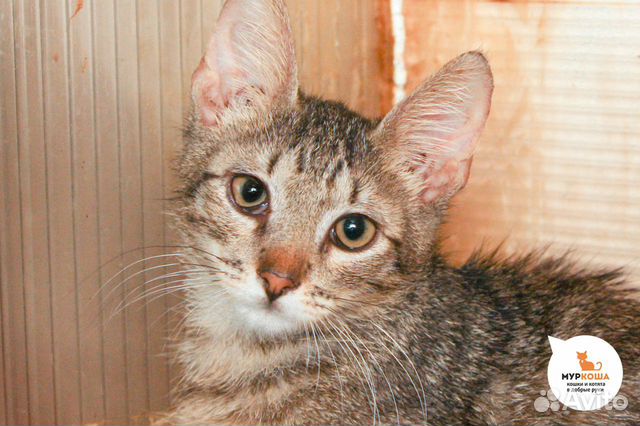 Шандр сладкий морковный носик