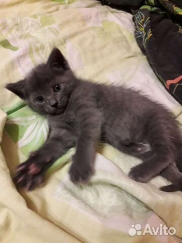 Кошечка