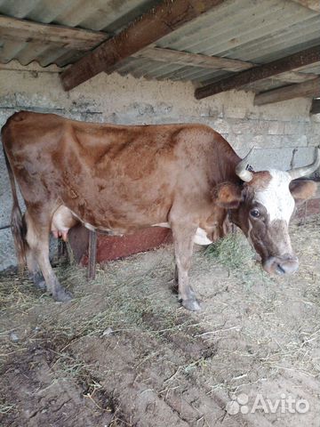 Корова дойная