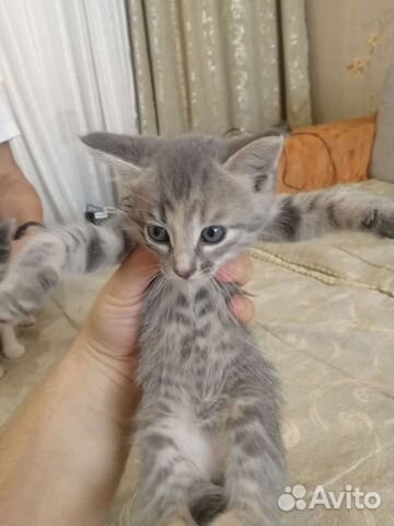 Три кошечки в дар