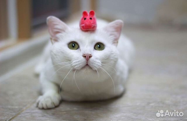 Снежный белоснежный кот Айс, 1 годик