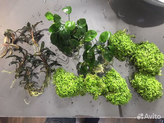 Аквариумные растения прополка