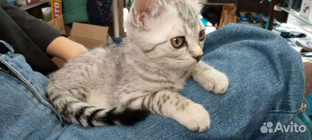 Шотландский котик 4 мес