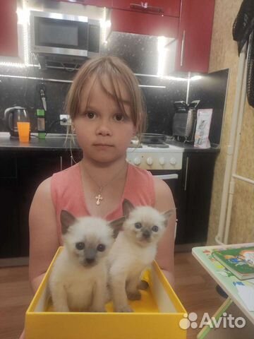 Котенок тайской породы