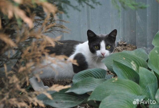 Кот Кузя 6 месяцев