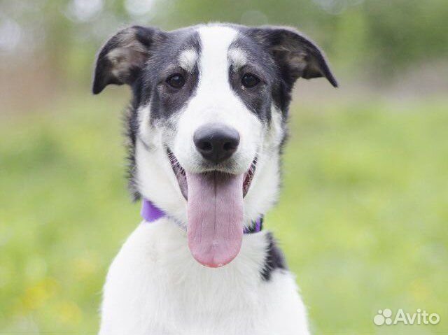 Бьянка ищет свою семью