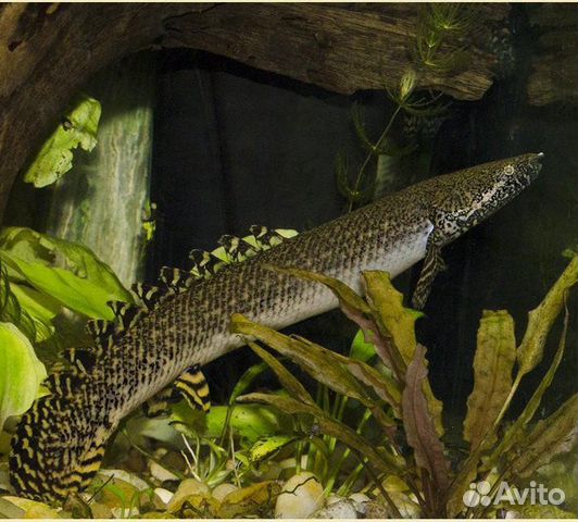 Полиптерус (многопер)