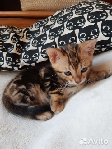 Мраморный бенгал