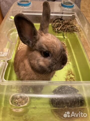 Кролик Василий