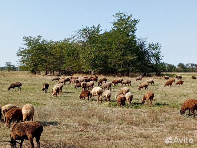 Продам овец курдючной породы