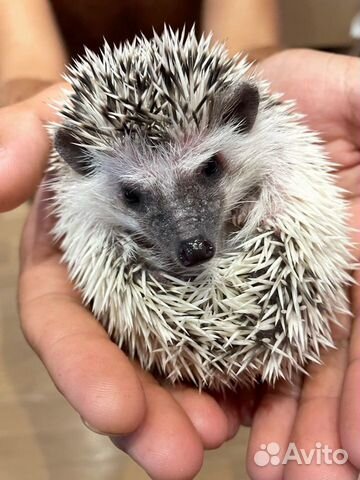 Африканский ежик с клеткой