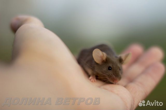 Декоративная мышь самка шоколадный биколор