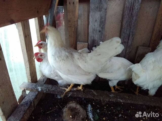 Леггорн молодые курочки, 3 курочки несушки и 2 пет