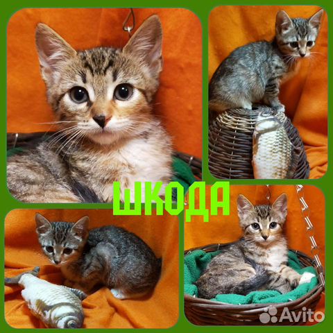 Котенок Шкода ищет дом