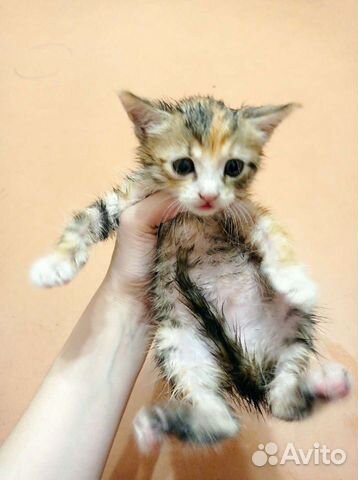 Рыжий котенок девочка