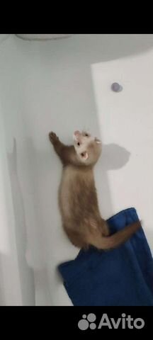 Хорек с клеткой