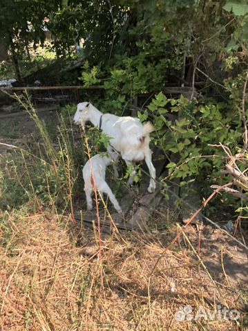 Дойная коза и козленок