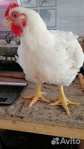 Продаю кур бройлеры