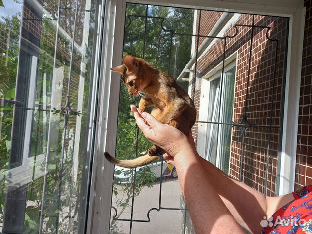 Абиссинские котята