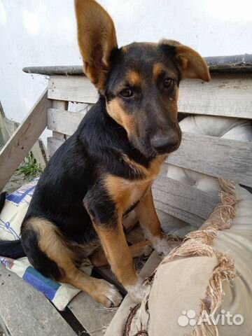 Собака не кусака