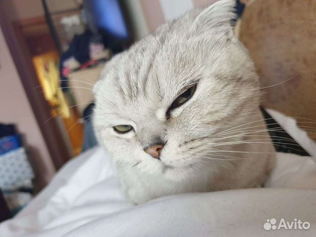 Кошка шотландская