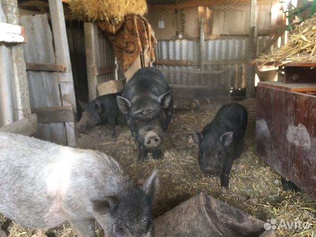 Вьетнамские свиньи