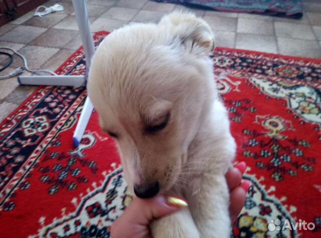 Собаки бесплатно в добрые руки щенки