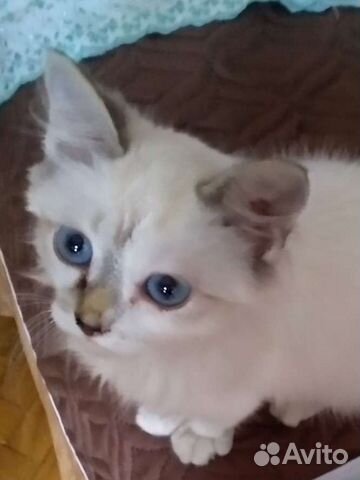 Сибирская кошечка 3 мес Фиалка