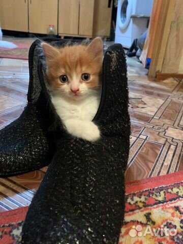 Игривый рыжий котенок