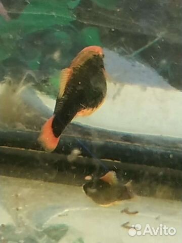 Рыба пецилии