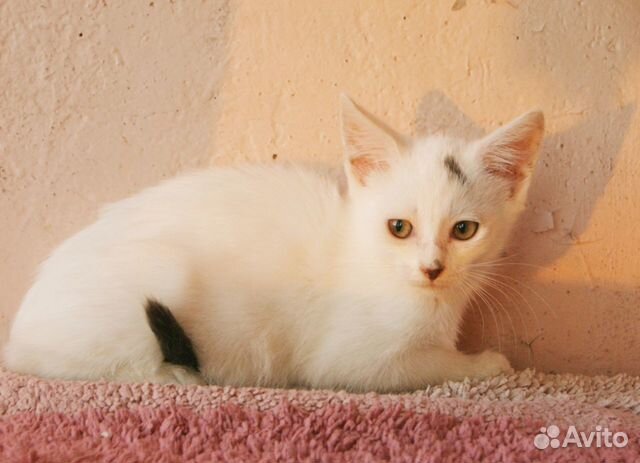 Ищет дом котенок 2 месяца