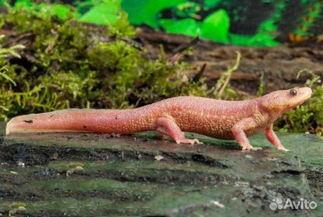 Тритон испанский альбинос