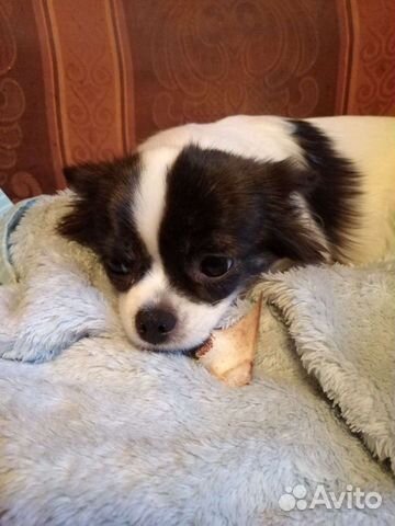 Отдам в дар собаки