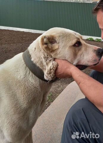 Вязка Алабай